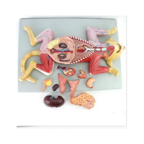 Cat Dissection Model - Almicroinstruments