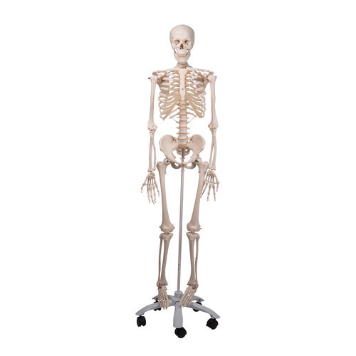 Human Skeleton on Stand - Almicroinstruments