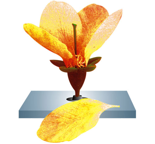 FLOWER (PRUNUS) - Almicroinstruments