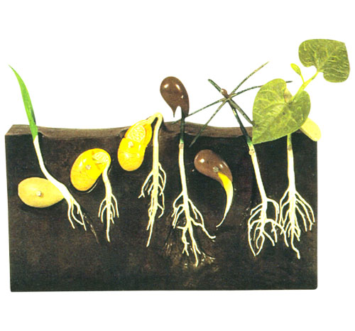 COMPARATIVE GERMINATION MODEL - Almicroinstruments