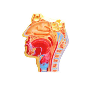 HUMAN NOSE MODEL-L.S. - Almicroinstruments