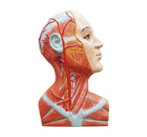 MODEL OF A DISSECTION OF THE RIGHT SIDE OF THE NECK - Almicroinstruments