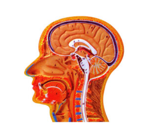 HEMISECTION OF THE HEAD AND NECK - Almicroinstruments