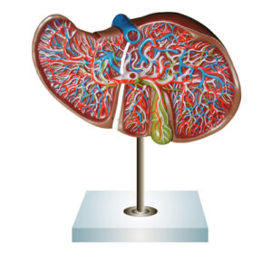 LIVER MODEL - Almicroinstruments