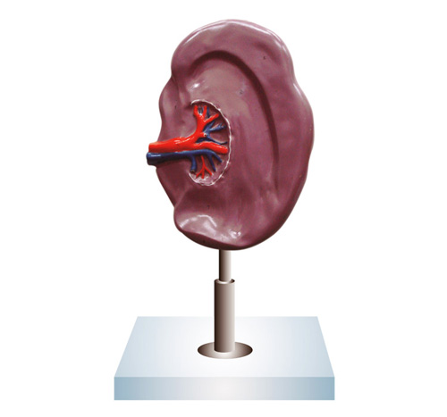HUMAN SPLEEN MODEL - Almicroinstruments