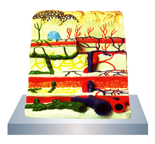 GRADATIONAL MODEL OF THE HUMAN STOMACH WALL - Almicroinstruments