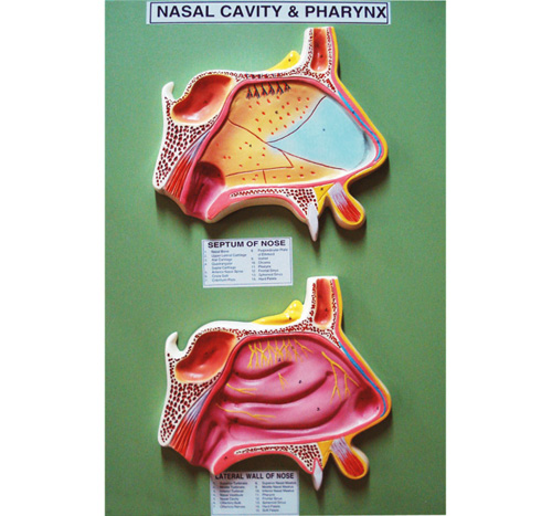HUMAN NASAL CAVITY MODEL - Almicroinstruments