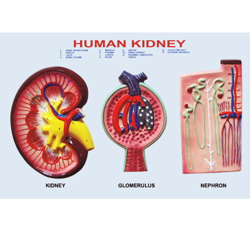 KIDNEY SECTION, NEPHRON, BLOOD VESSELS & RENAL CORPUSCLE MODELS ...