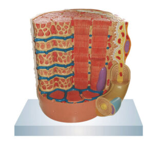 MICRO ANATOMY, MUSCLE FIBER - Almicroinstruments