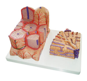 MICRO ANATOMY, LIVER - Almicroinstruments