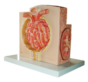 MICRO ANATOMY KIDNEY - Almicroinstruments