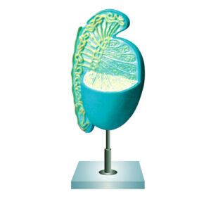 HUMAN TESTIS MODEL - Almicroinstruments