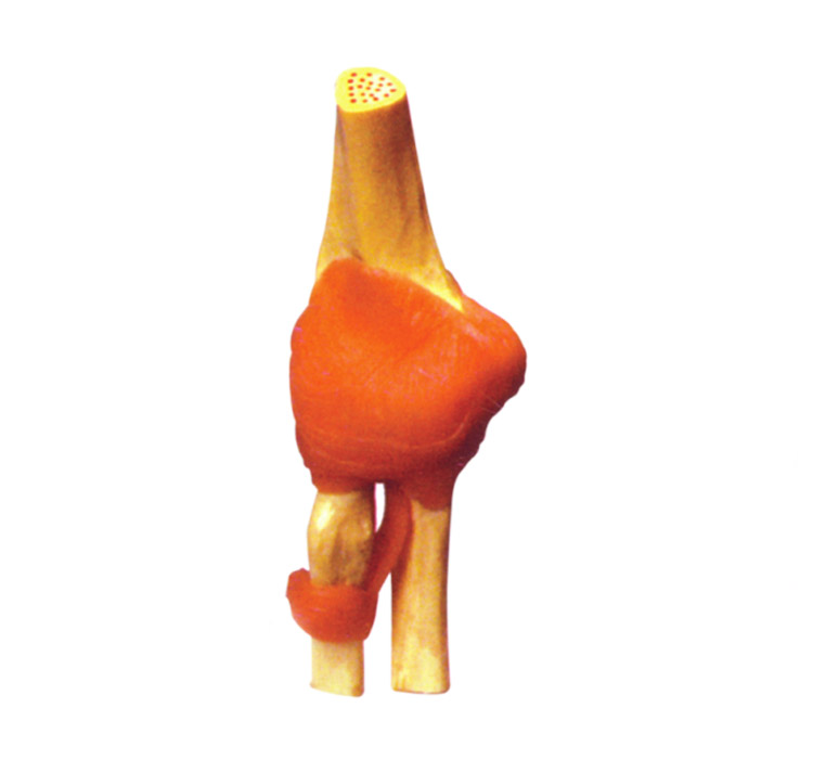 HUMAN ELBOW JOINT - Almicroinstruments