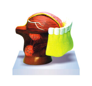 TONGUE MODEL - Almicroinstruments
