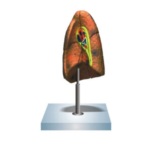 HUMAN LUNG RIGHT - Almicroinstruments