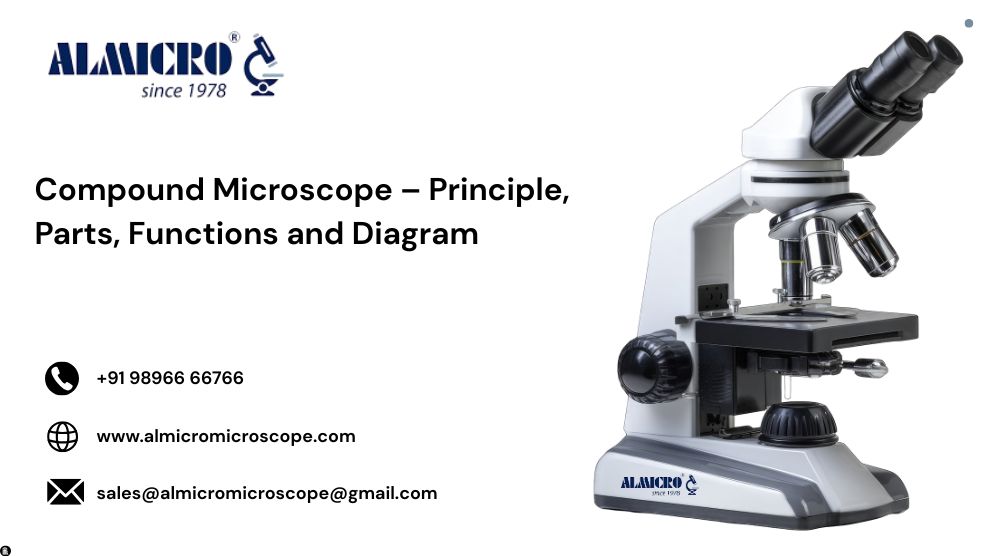 Compound Microscope – Principle, Parts, and Functions
